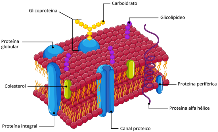 Membrana plasmática » Biologia