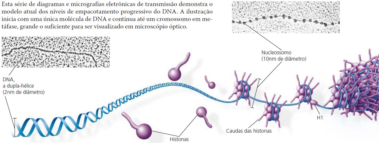 A estrutura do DNA » Biologia