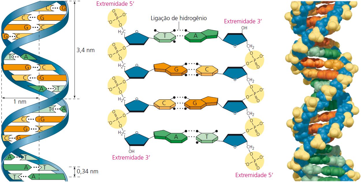 Diagrama De Estrutura Molecular Do Dna