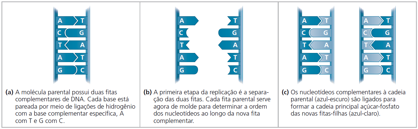 Como é a estrutura do DNA? » Prof. Rodrigo Borges