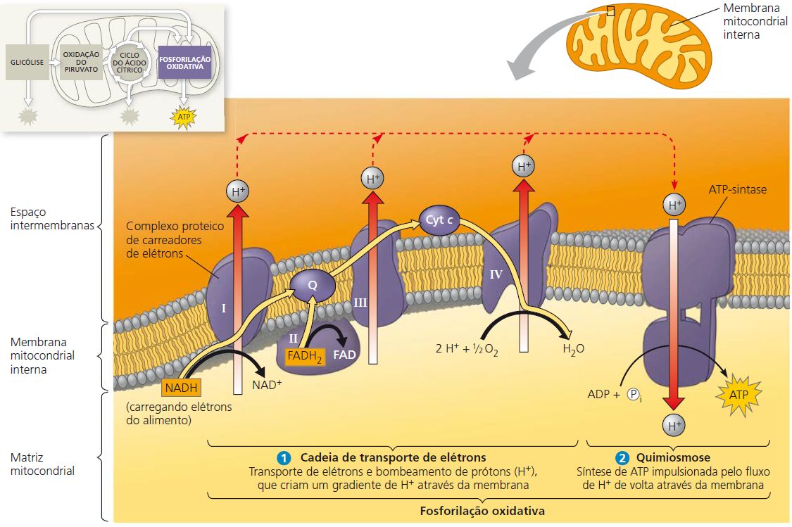 A respiração celular » Biologia