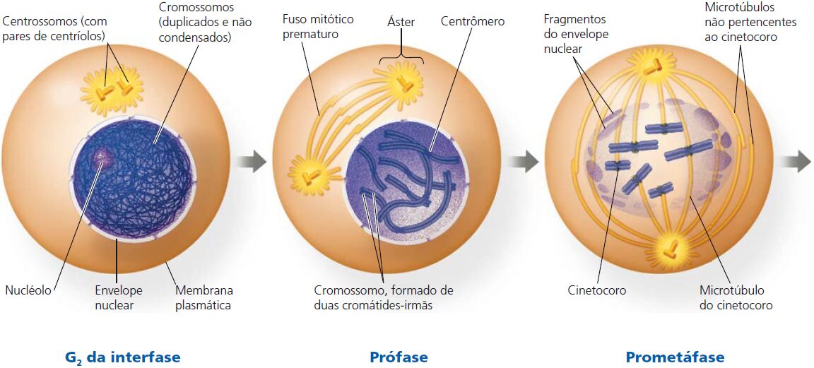 Ciclo celular, mitose e a Divisão