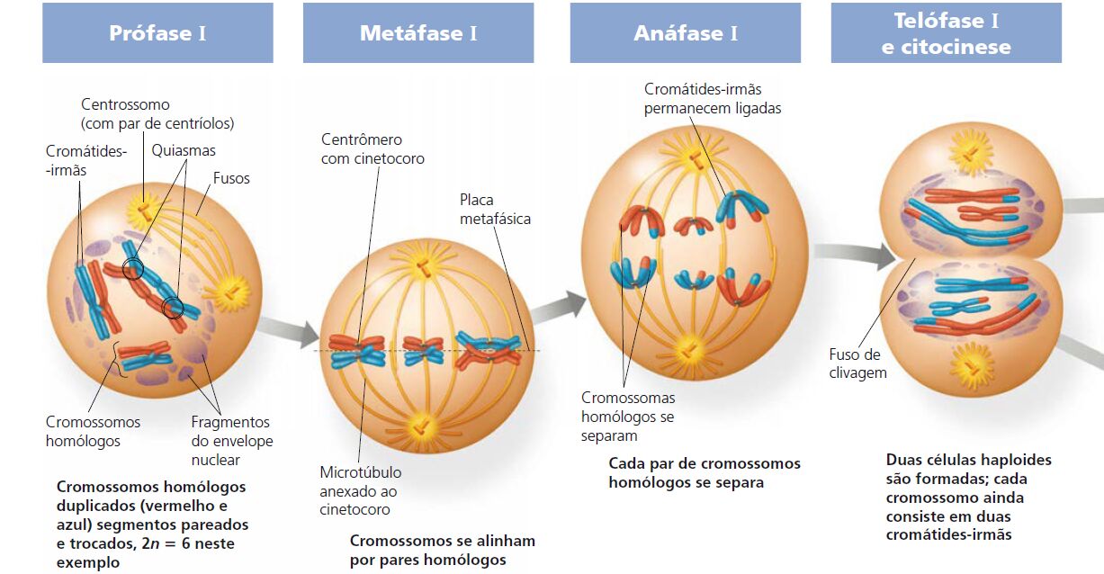 Meiose e suas etapas » Prof. Rodrigo Borges