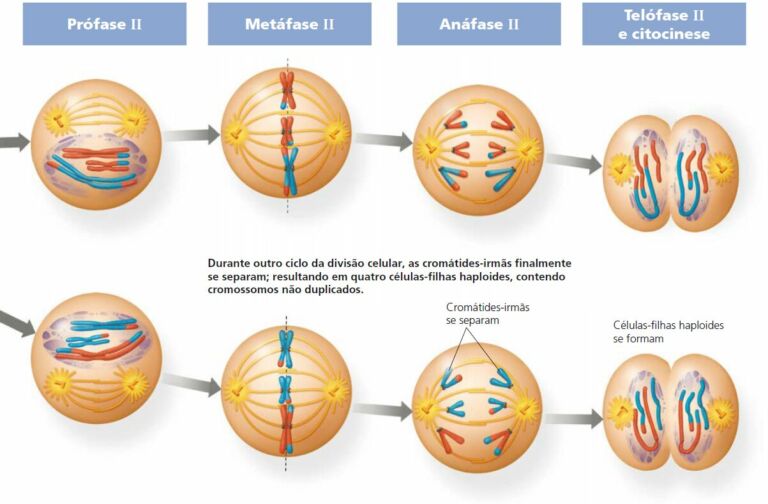 Meiose e suas etapas » Biologia