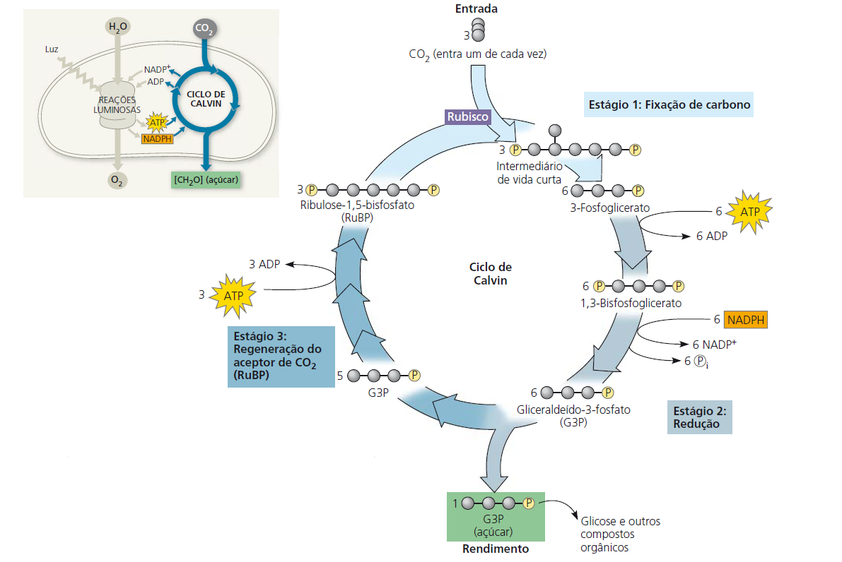 Etapas da fotossíntese » Biologia